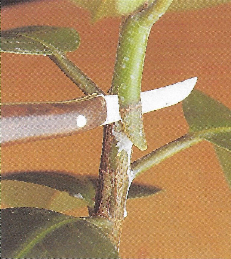 How to Propagate Plants for Free in the Container Garden– Part III ...