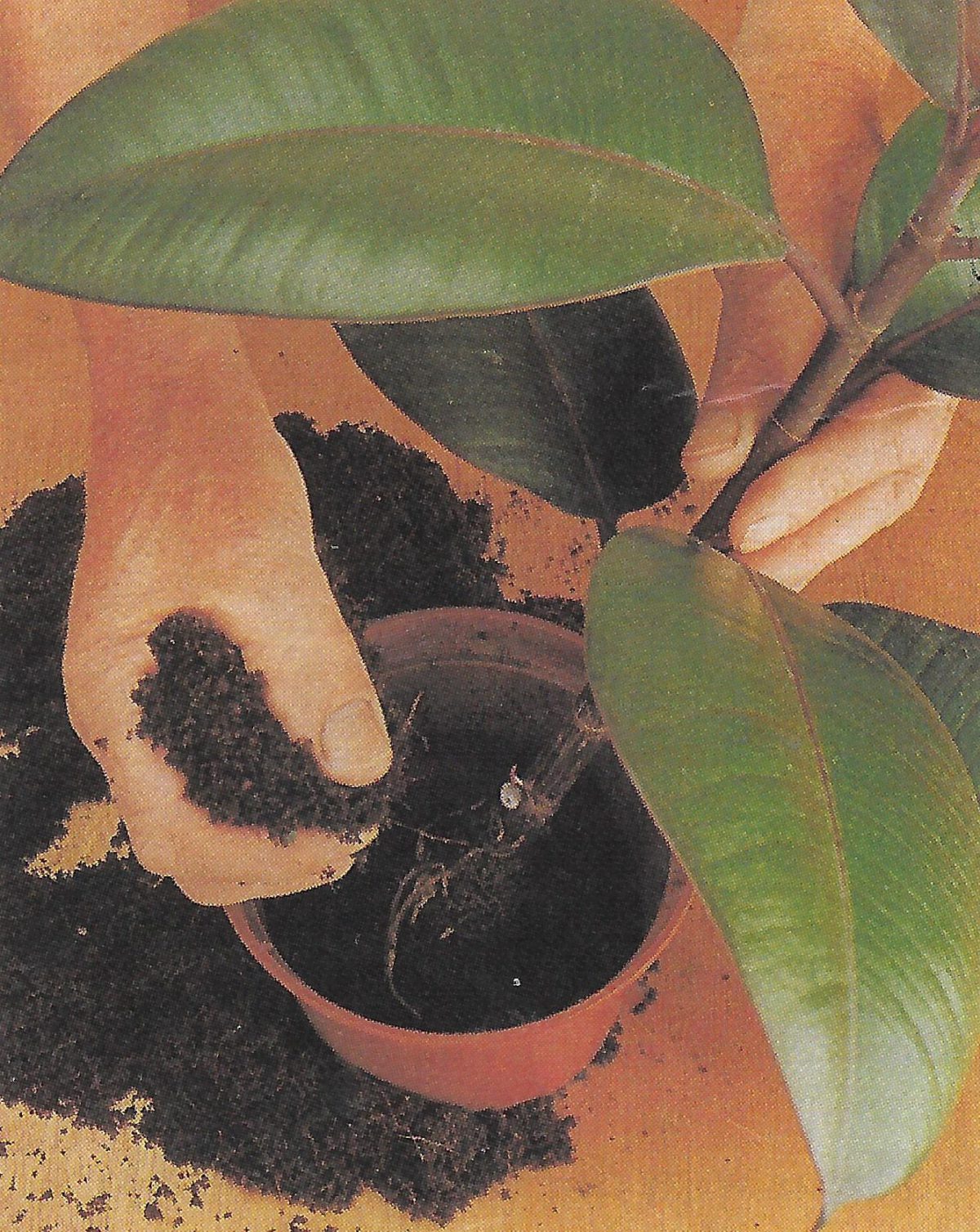 How to Propagate Plants for Free in the Container Garden– Part III ...