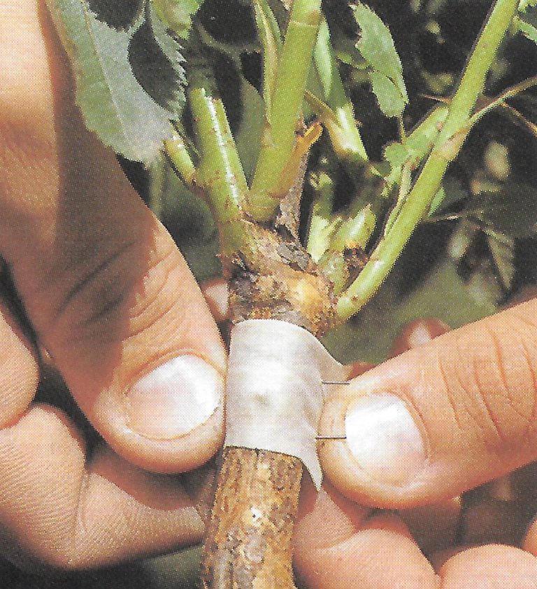 How to Propagate Plants for Free in the Container Garden– Part III ...