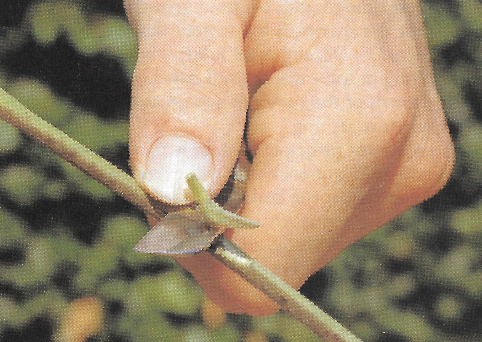 How to Propagate Plants for Free in the Container Garden– Part III ...