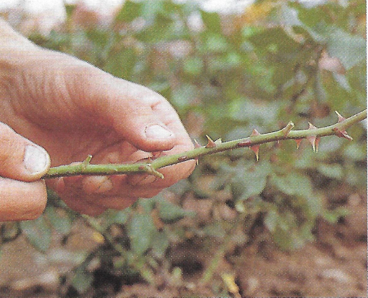 How to Propagate Plants for Free in the Container Garden– Part III ...