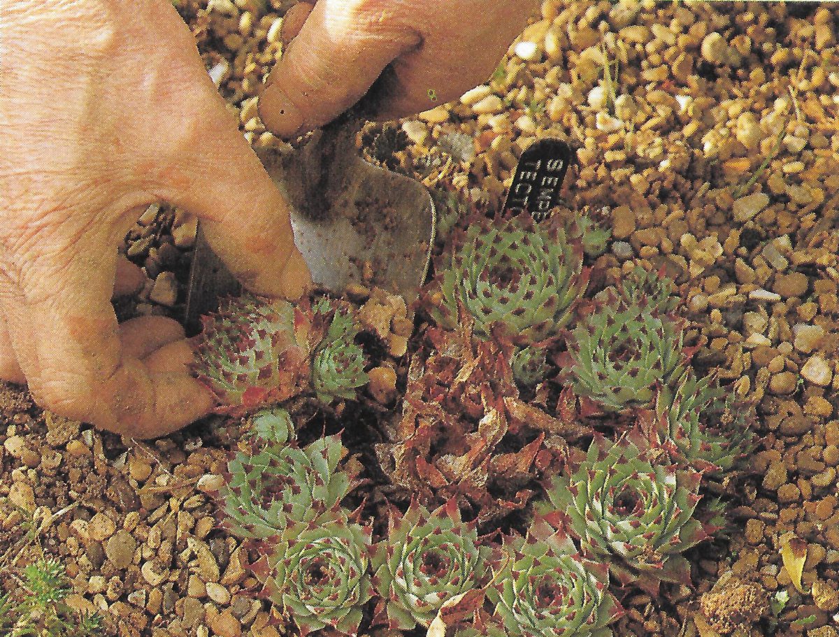 How to Propagate Plants for Free in the Container Garden– Part III ...