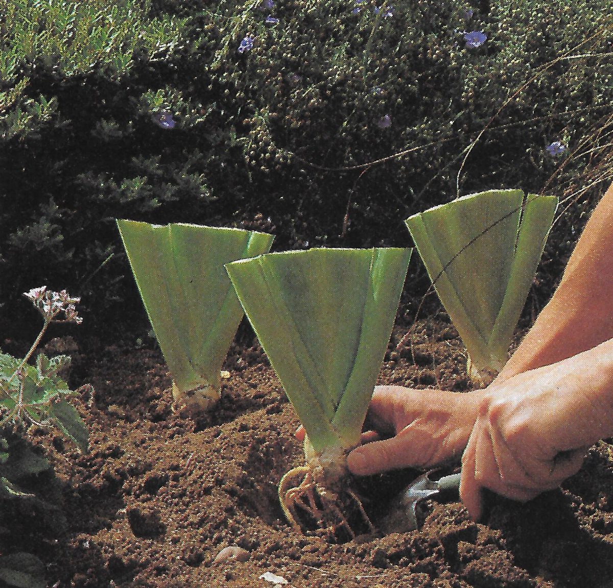 How to Propagate Plants for Free in the Container Garden– Part III ...